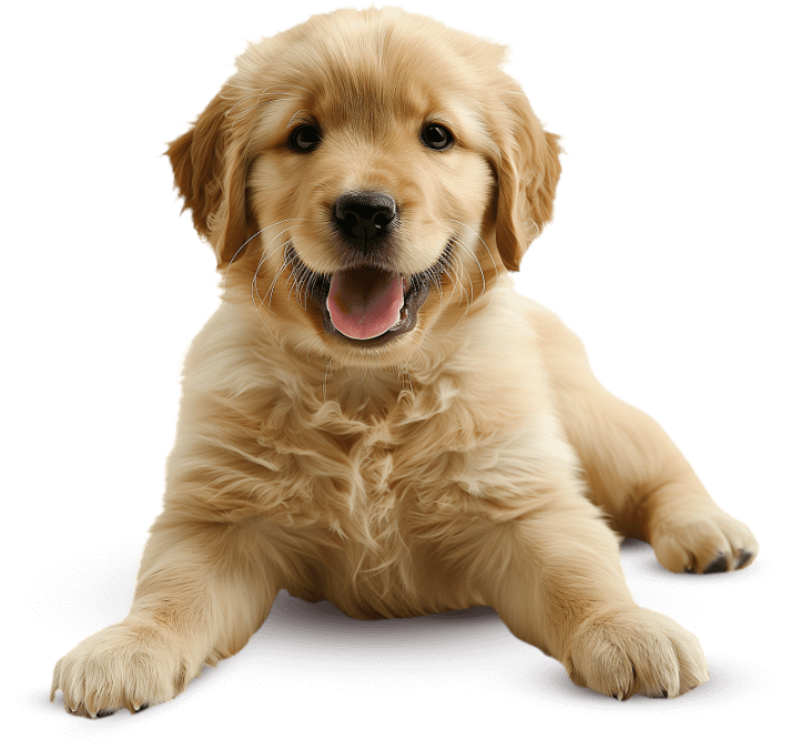 Dog Shelter Showcase Slider - Slider Revolution