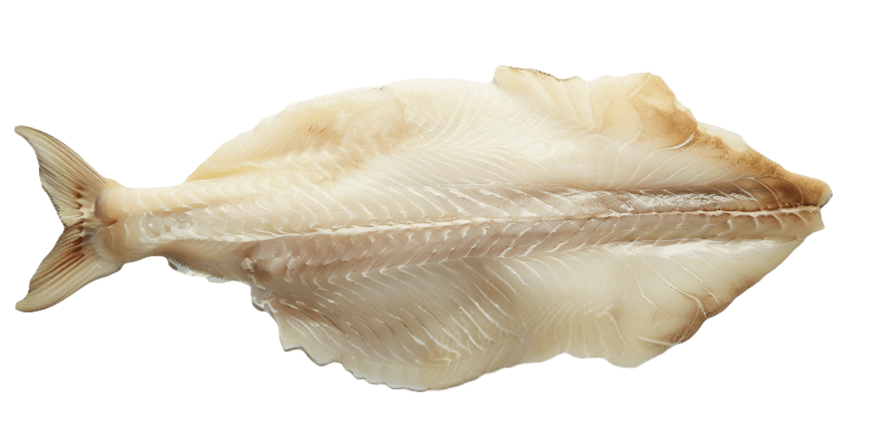 Seafood Store Template - Slider Revolution