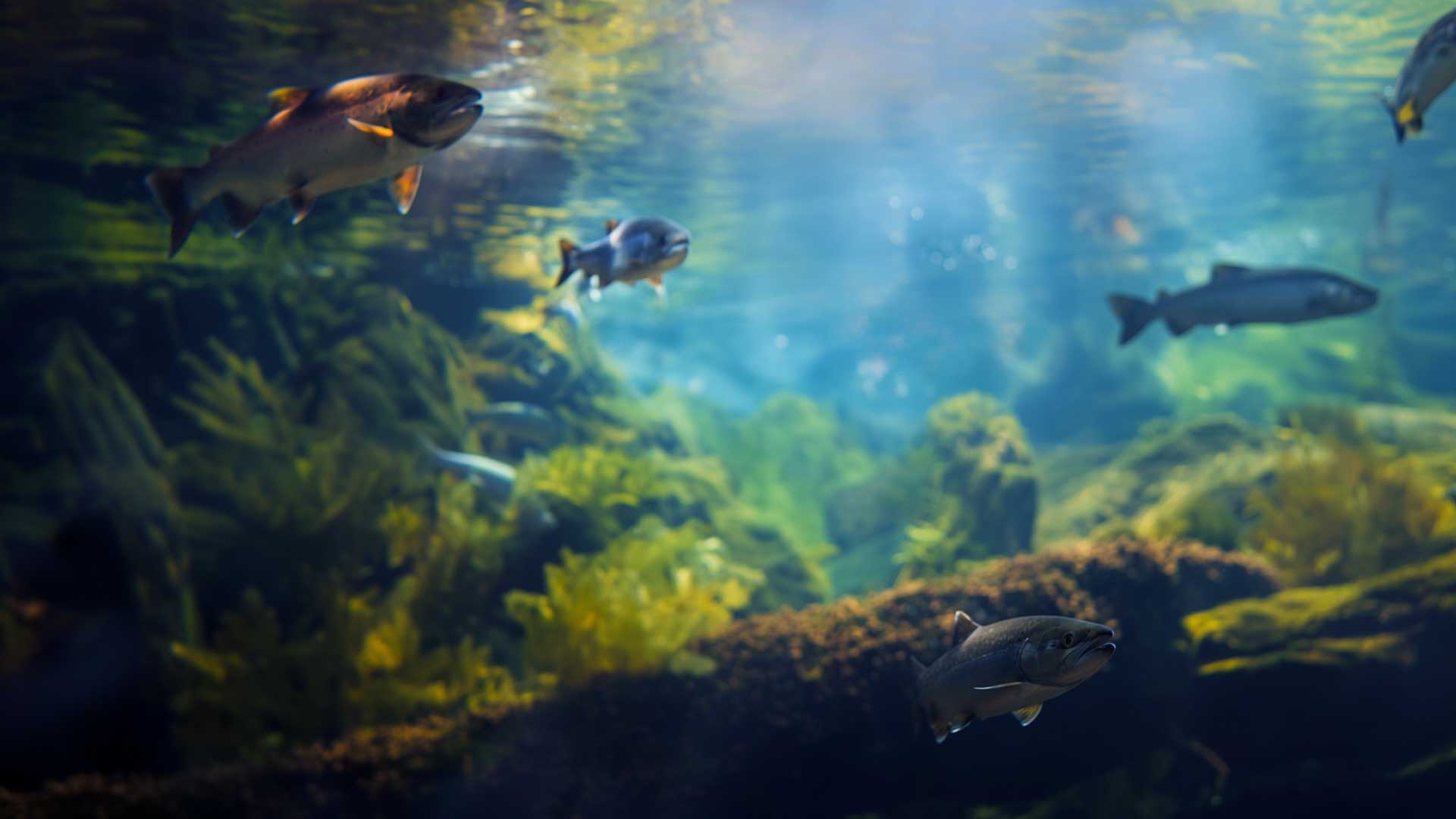 Seafood Store Template - Slider Revolution